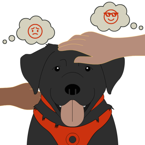Meet Cedar: Oregon State’s resident wellness dog. | Stories | Oregon ...